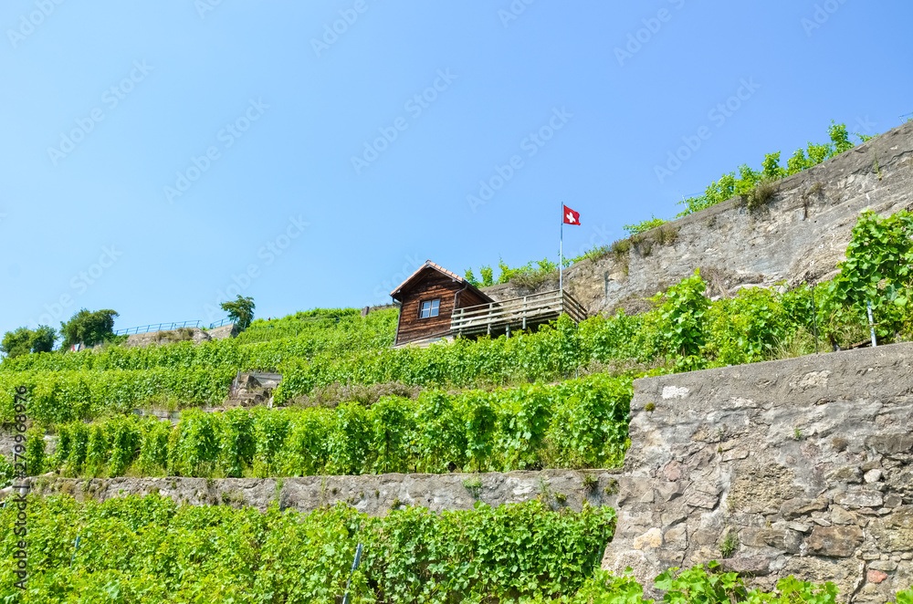 Terraced Vineyards