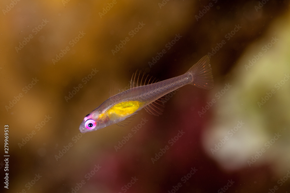 Bryaninops natans, known commonly as the redeye goby, is a species of ...