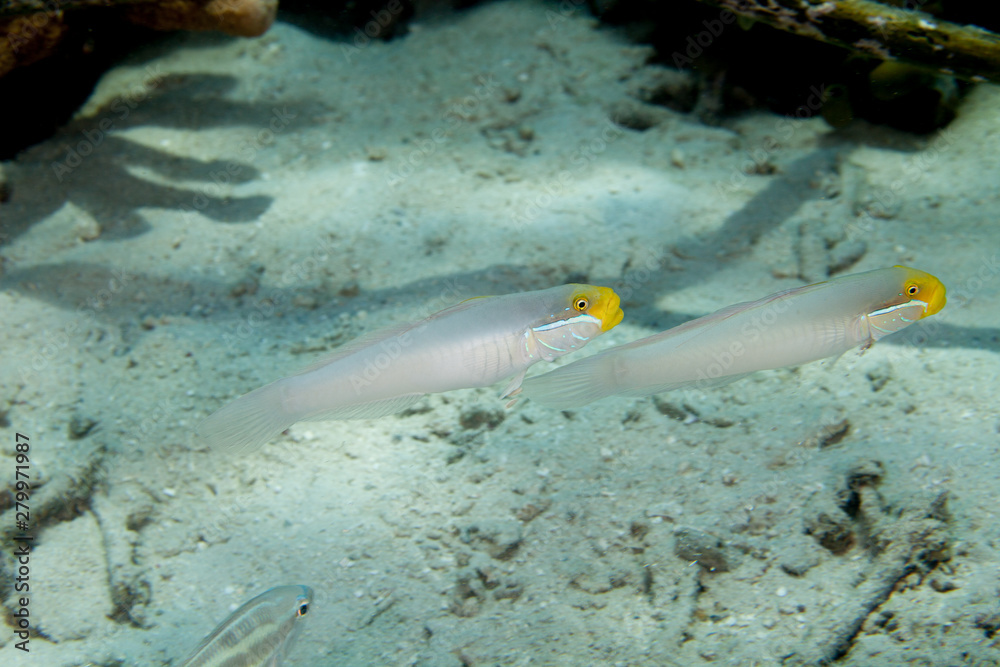 Valenciennea strigata is a species of fish in the family Gobiidae, the ...