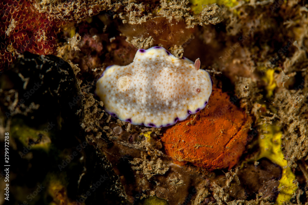 Goniobranchus aureopurpureus is a species of very colorful sea slug, a ...