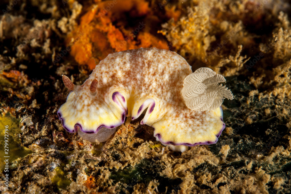 Goniobranchus aureopurpureus is a species of very colorful sea slug, a ...