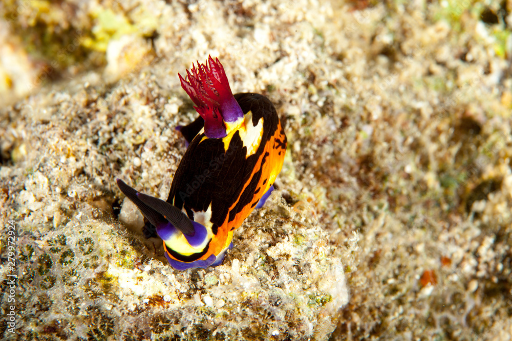 Nembrotha megalocera is a species of colourful sea slug, a dorid ...