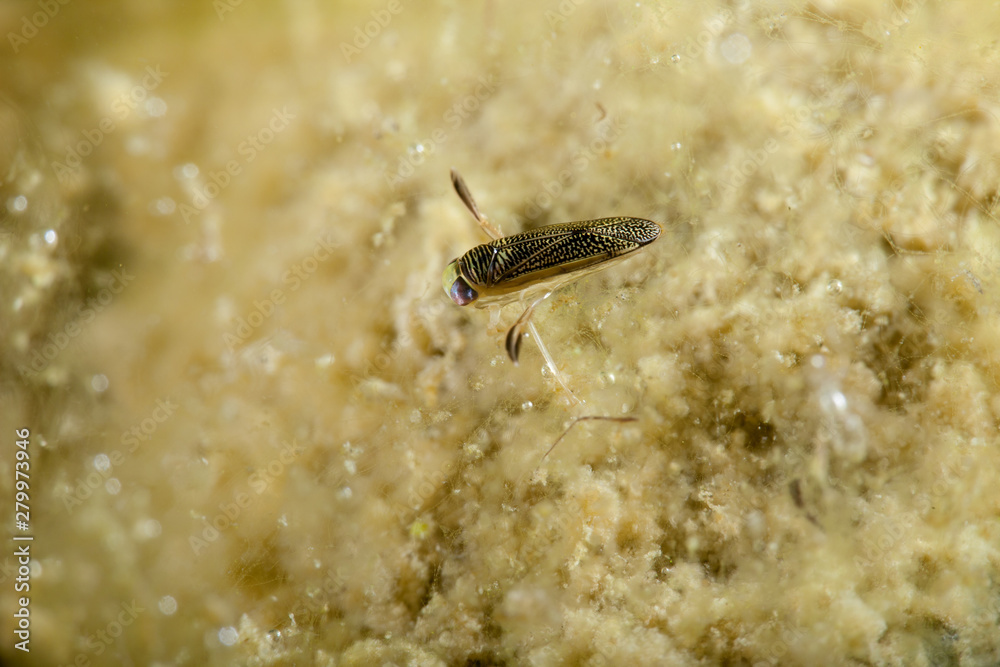 Aquatic Hemiptera