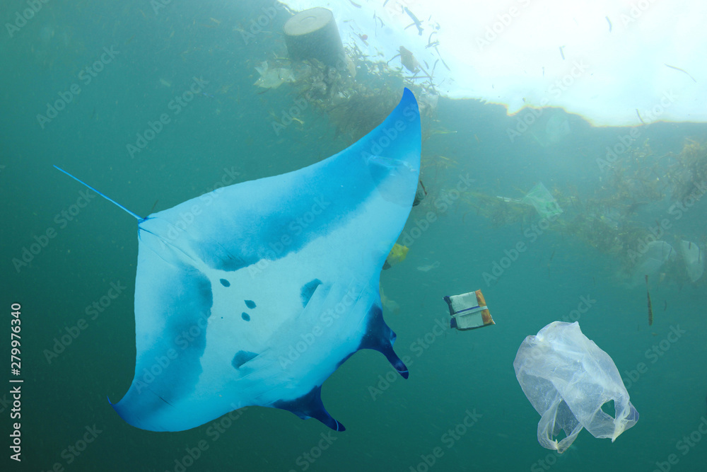 Plastic pollution in ocean. Manta Ray swims through polluted sea. Filer ...