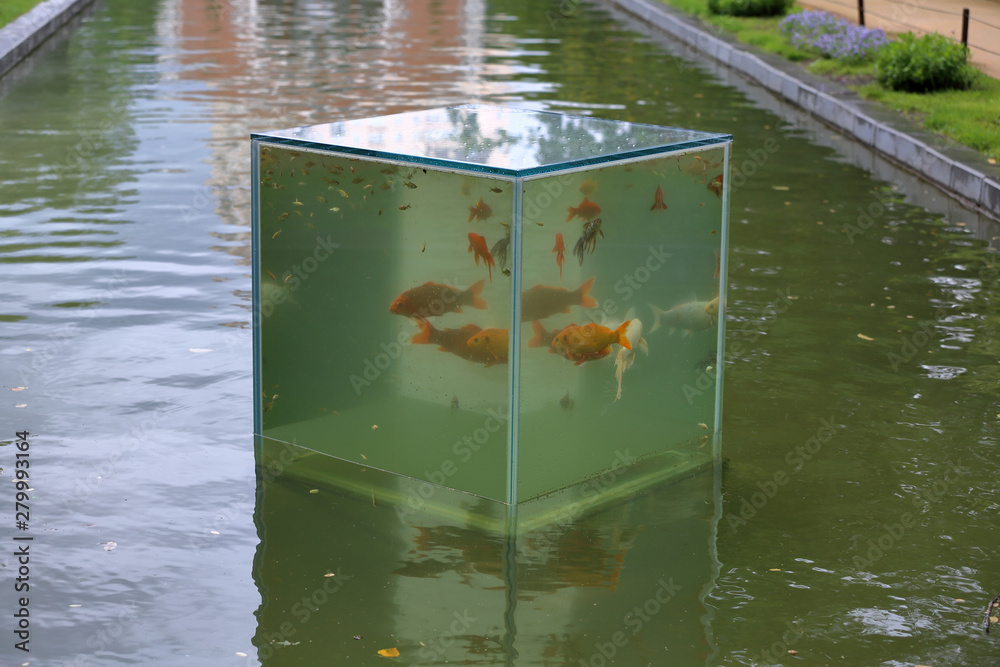 Large glass transparent aquarium with fishes on the surface of the pond ...