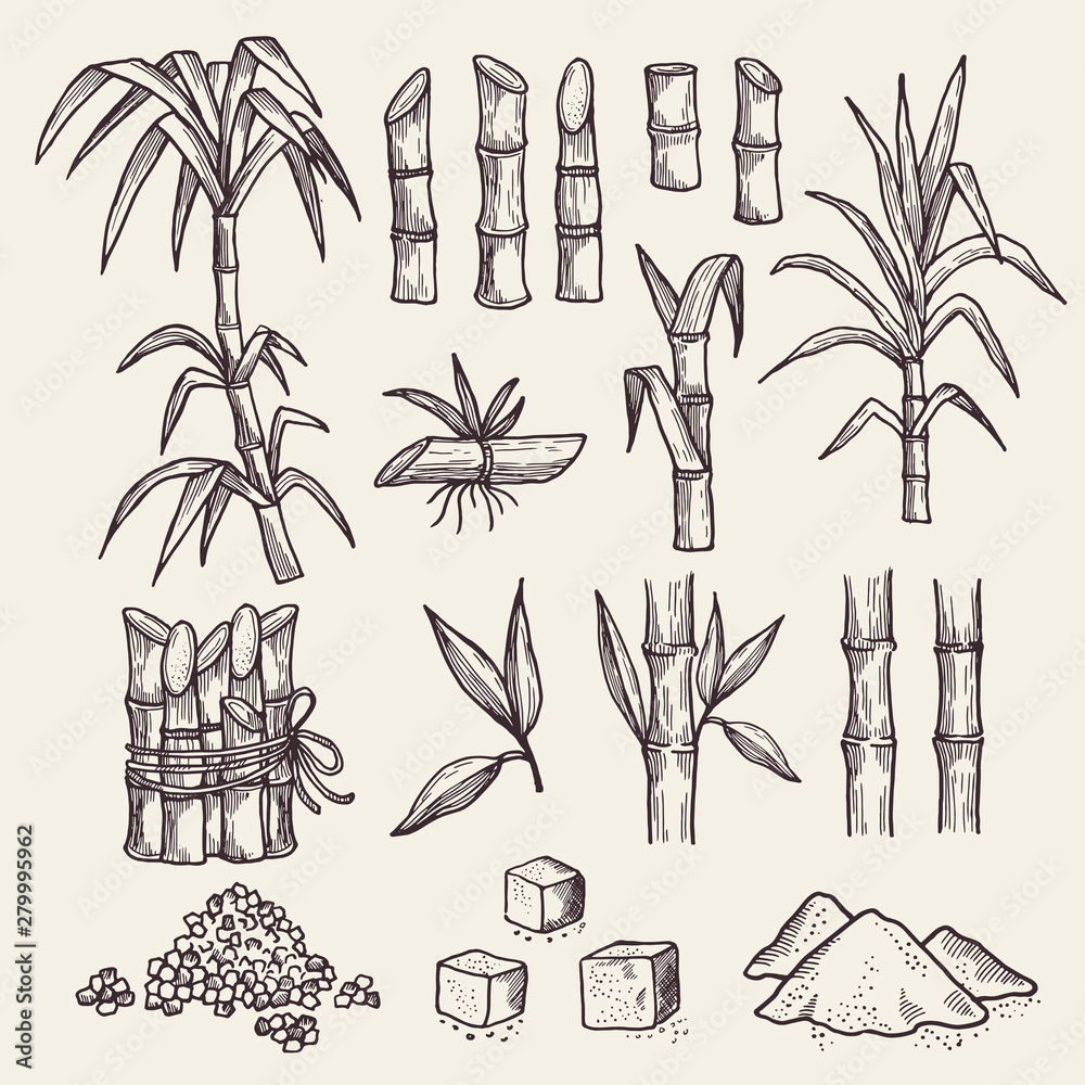 Sugar cane. Fresh sugar harvest agriculture plantation vector hand ...