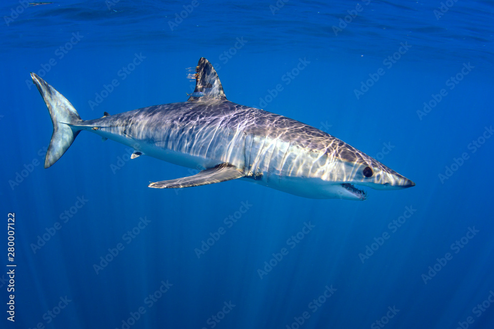 Shortfin Mako Shark Stock Photo | Adobe Stock