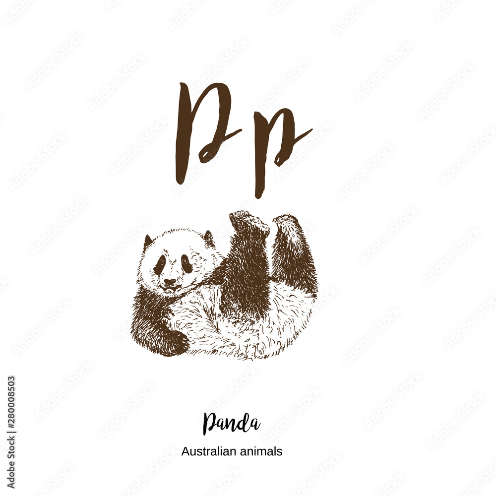 Panda, A to z, alphabet sketch australian animals drawing vector ...