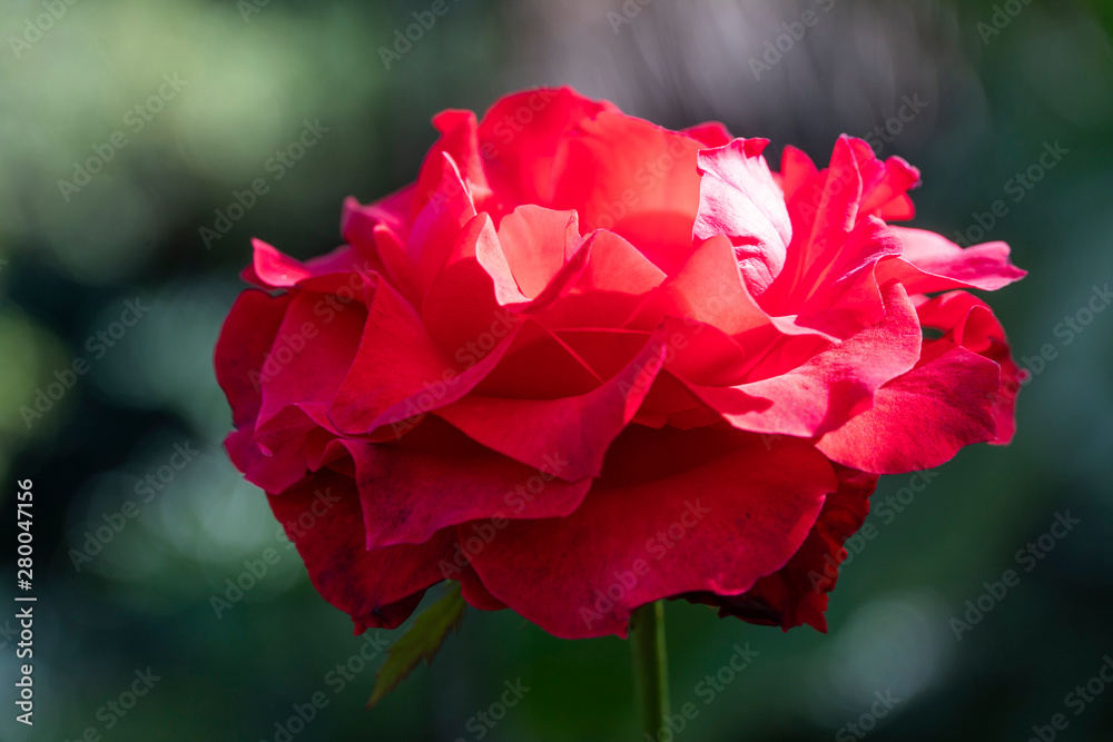 Rosa chinensis, conocida también como rosa china, es una especie del ...