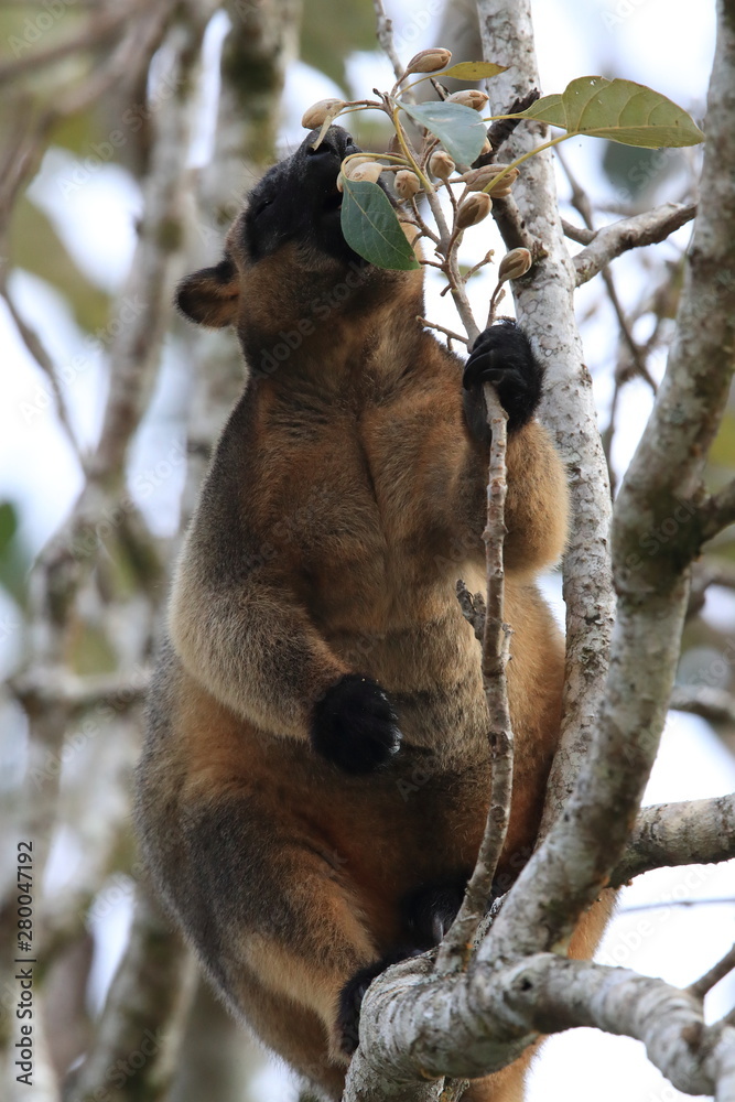A Lumholtz's tree-kangaroo (Dendrolagus lumholtzi) rests high in a tree ...