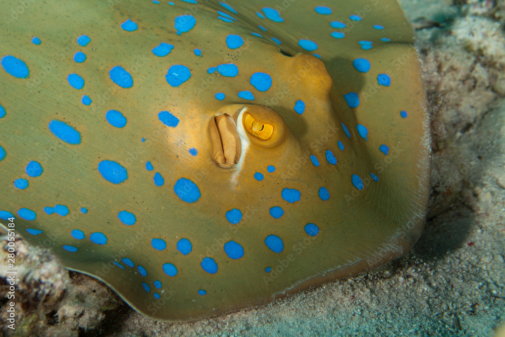 Foto de bluespotted stingray, Neotrygon kuhlii, Dasyatis kuhlii, also ...