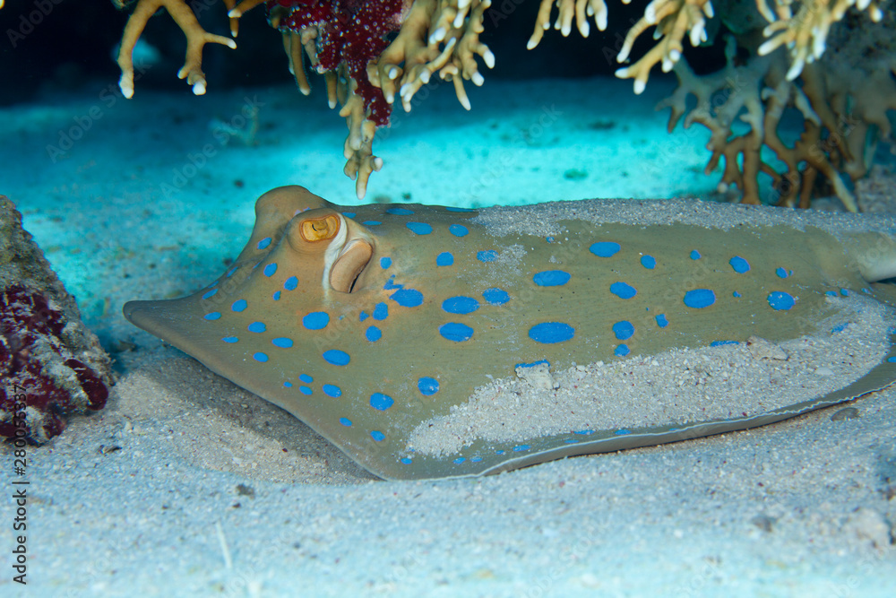 bluespotted stingray, Neotrygon kuhlii, Dasyatis kuhlii, also known as ...