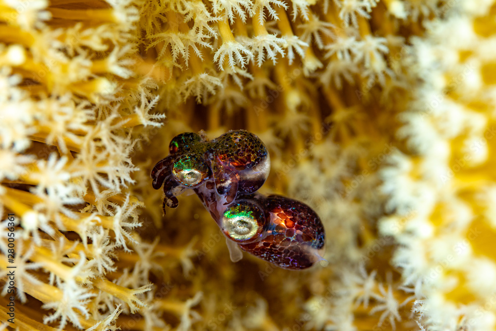 mating Bobtail squid (order Sepiolida) are a group of cephalopods ...