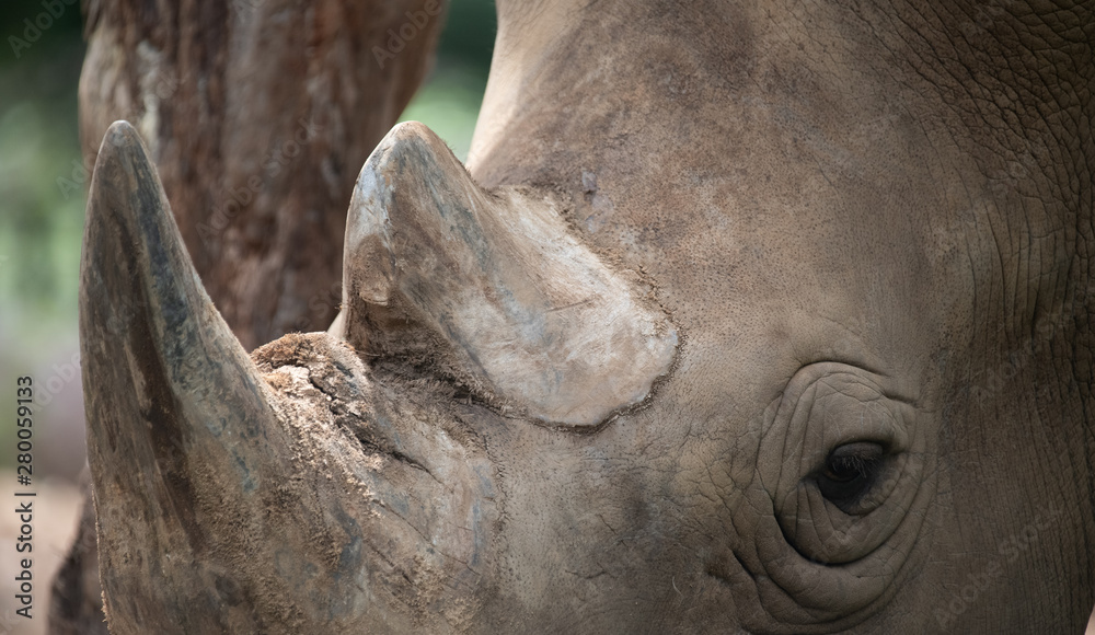White Rhinoceros Face