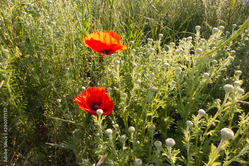 Mohn, Papaver, blüht im und am Rand eines Getreidefeldes. Leuchtend ...