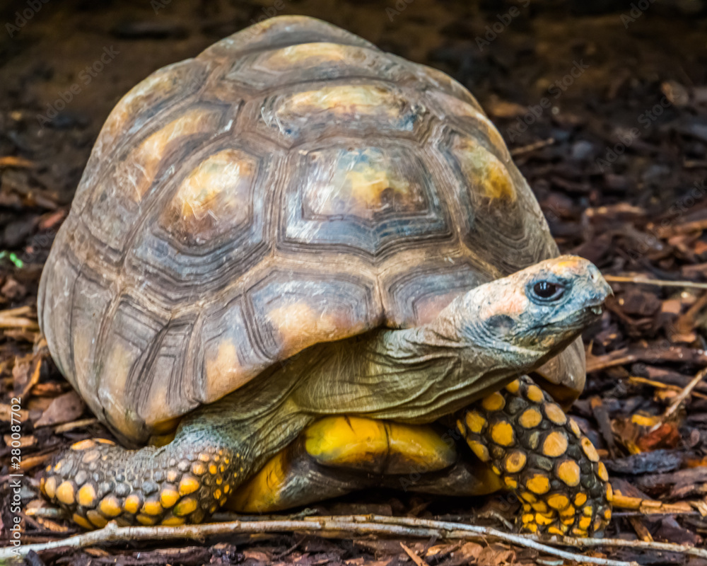 Yellow Footed Tortoise