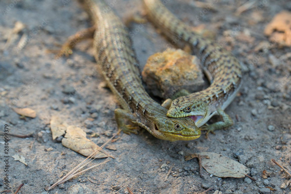 Southern Alligator Lizard Bite