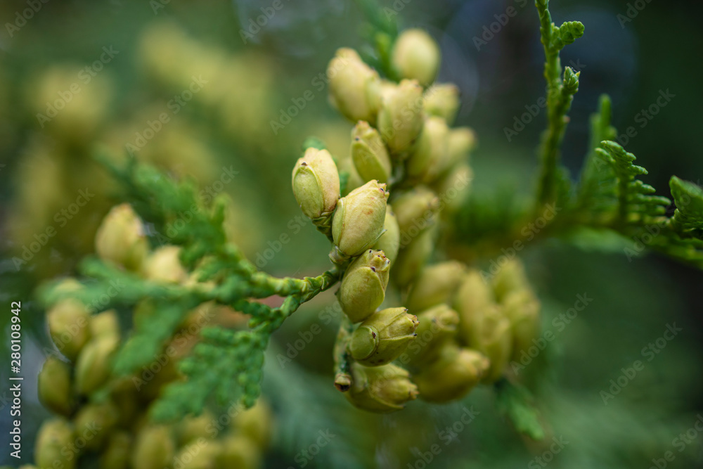 Conifer (Thuja Orientalis): a close up of the immature seed cones ...