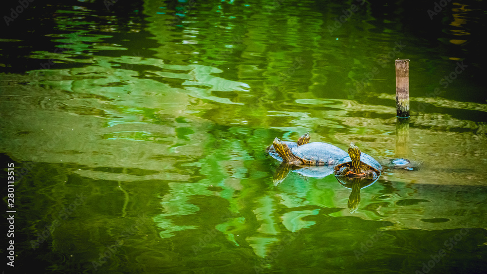 tortuga de la amazonía peruana Stock Photo | Adobe Stock