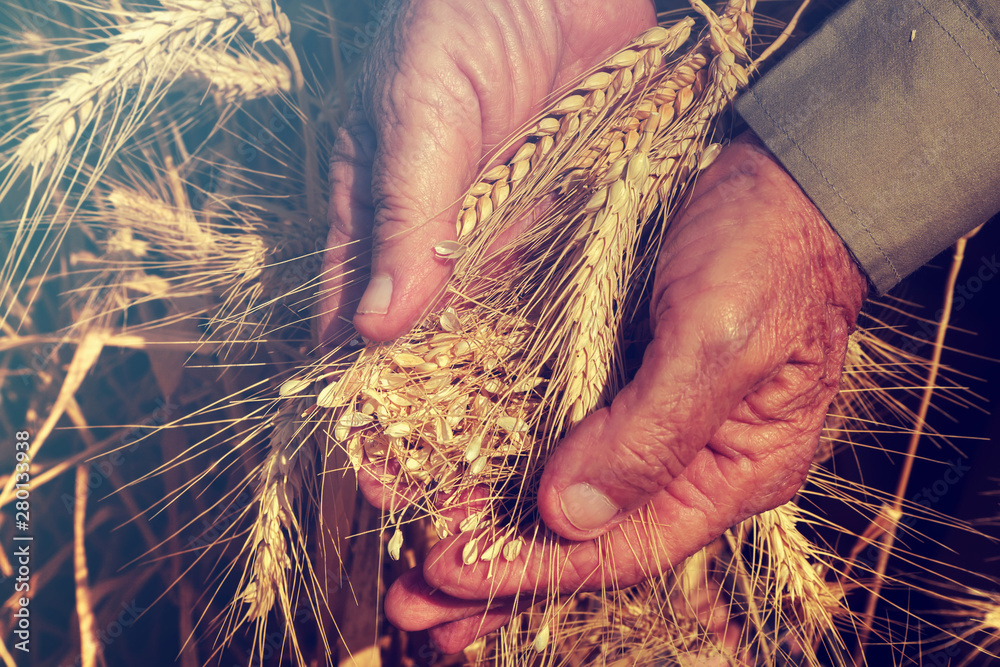 Wheat ripe ears in a old farmer hands. Wheat field in the blur ...