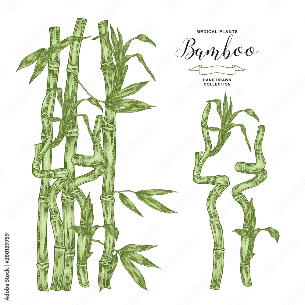 Bamboo plant. Hand drawn green leaves and branches of bamboo isolated ...