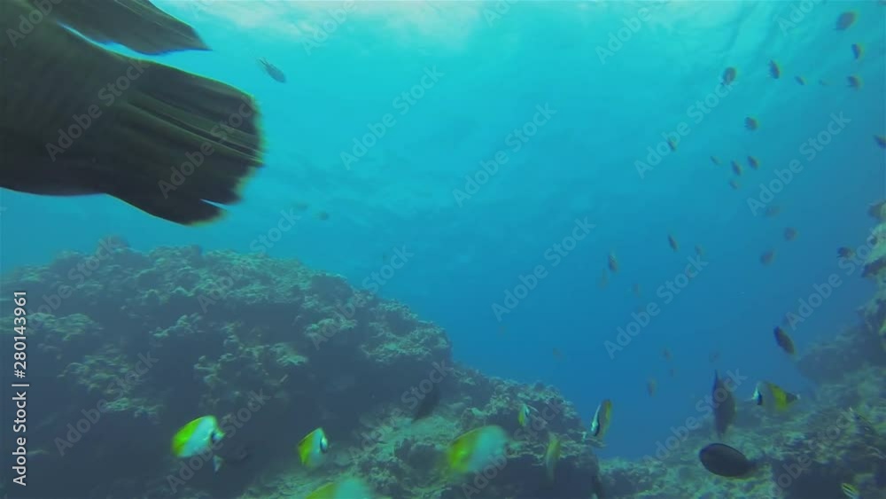 Napoleonfish, Humphead Wrasse Or Napoleon Wrasse Swimming Very Close Up ...