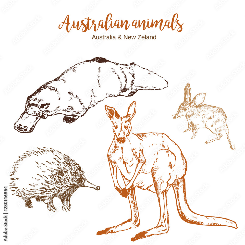 Australia and New Zeland animals vector illustration. Echidna ...