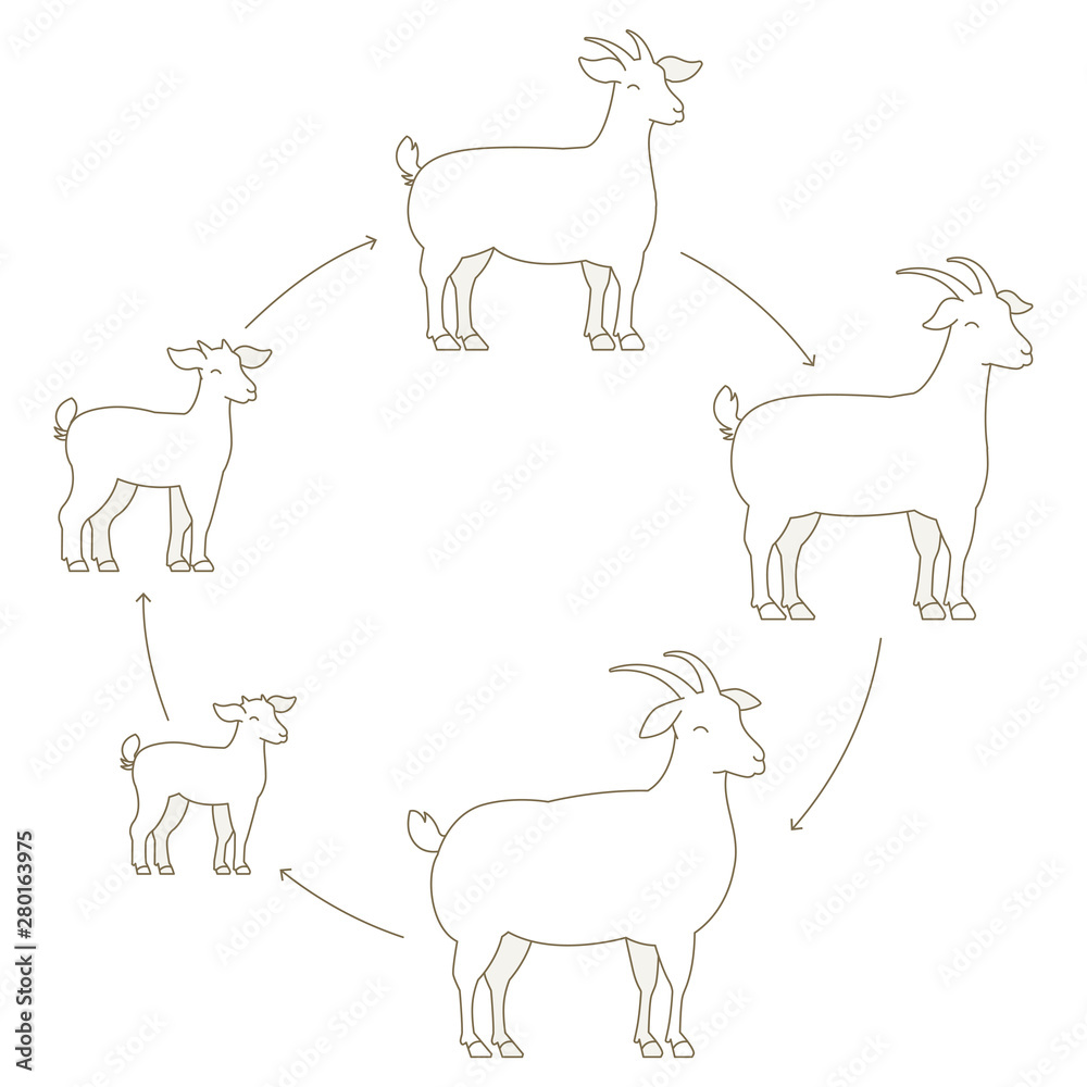 Round Stages of goats growth set. Animal farm. Breeding wool production ...