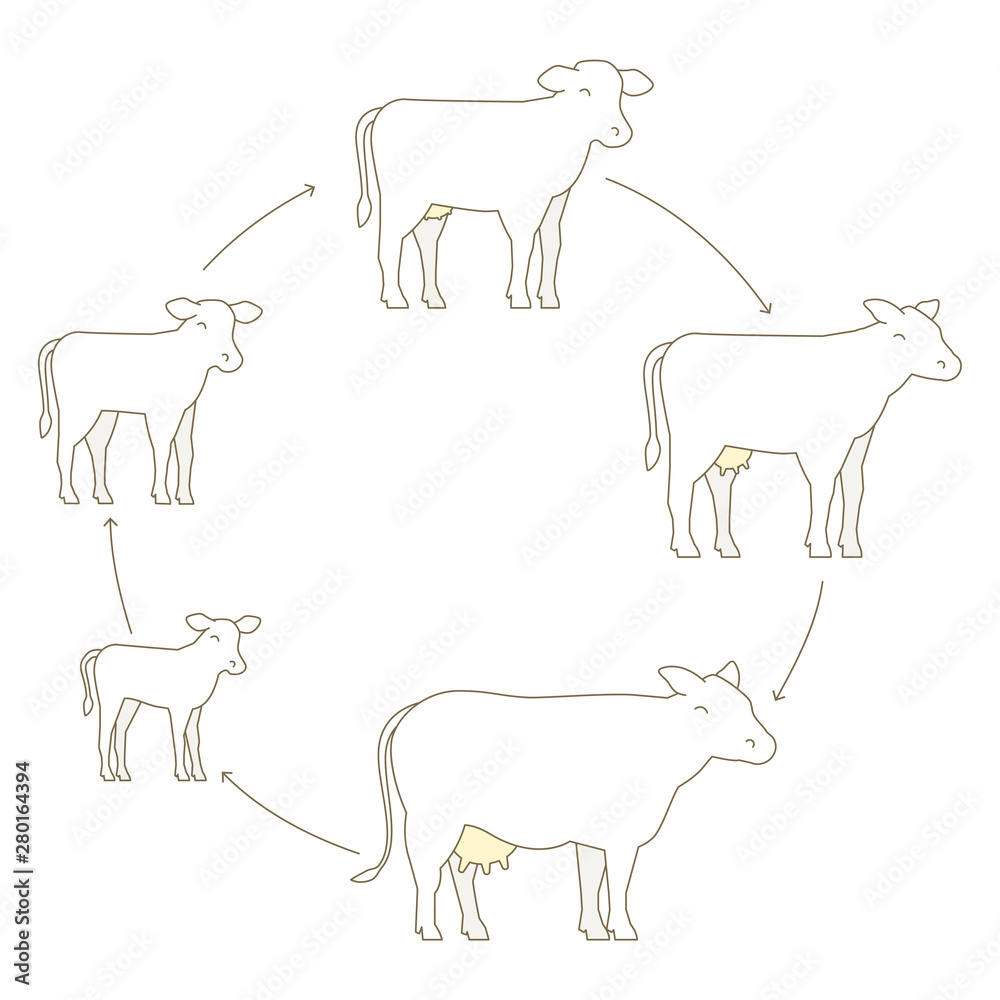 Vecteur Stock Round Stages of cow growth set. Milk farm. Breeding cow ...