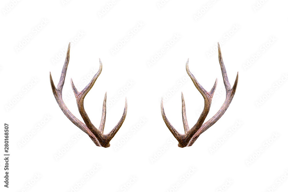 Beautiful male antler isolated on white background Stock Photo | Adobe ...