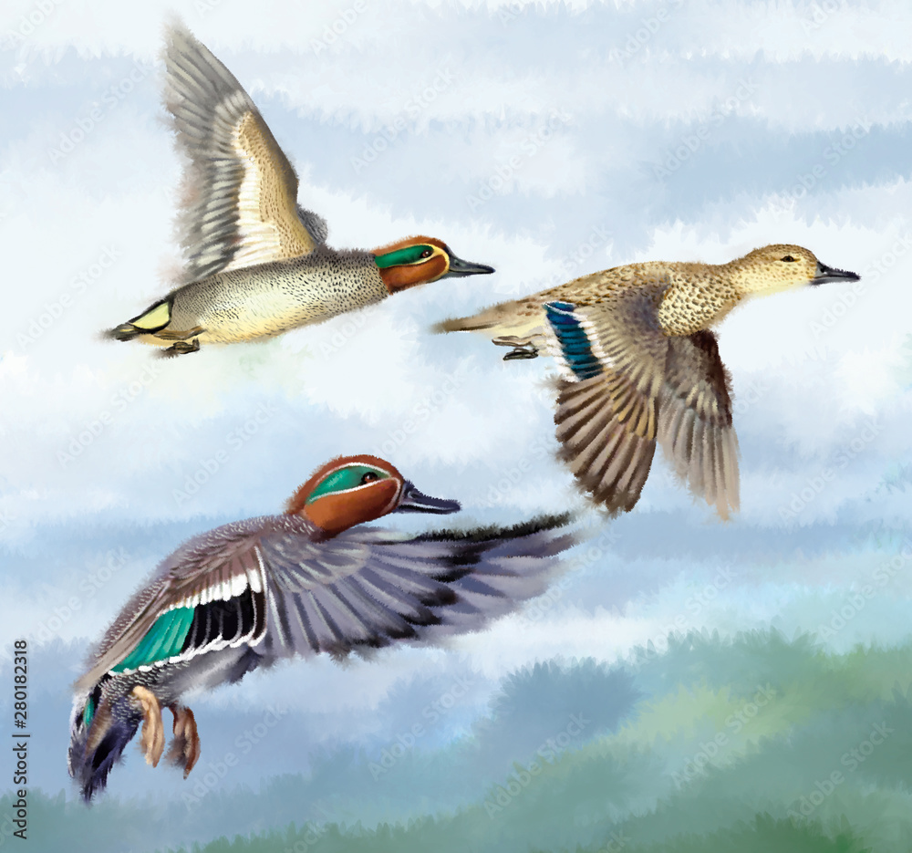 canard, sarcelle d'hiver, illustration aquarelle, oiseau, migration ...