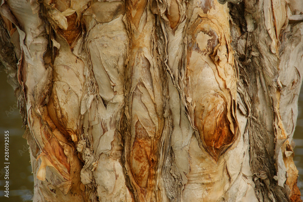 Eucalyptus tree growing in Cuba. Eucalyptus tree bark texture Stock ...