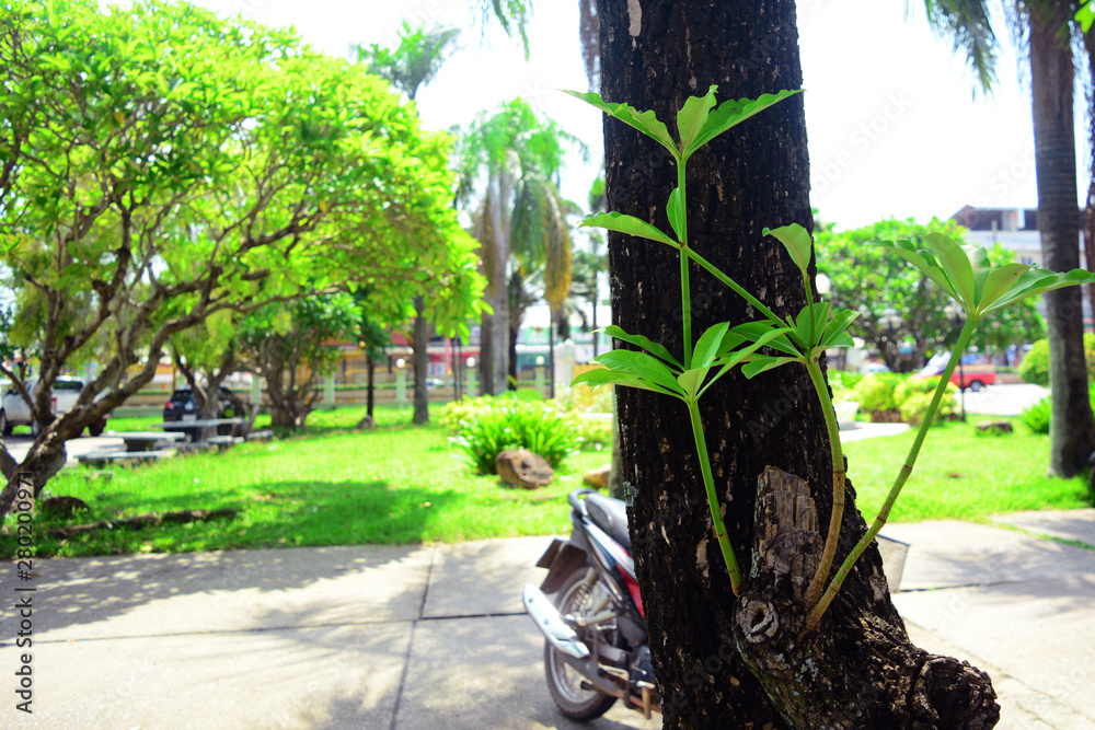 the green leaves of Devil tree, White cheesewood,Devil bark, Dita bark ...