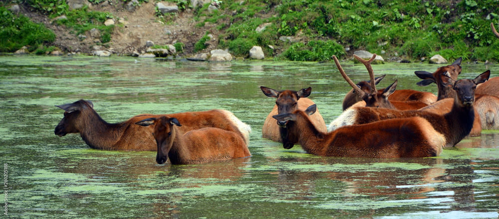 The elk, or wapiti is one of the largest species within the deer family ...