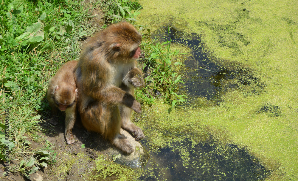 Japanese macaque Macaca fuscata, also known as the snow monkey, is a ...