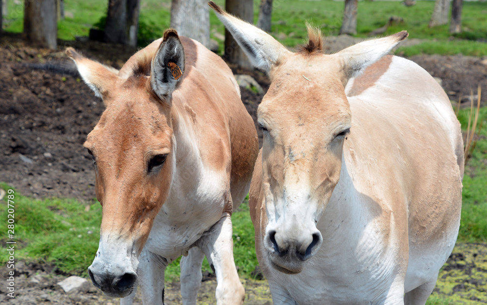 The onager (Equus hemionus), also known as hemione or Asiatic wild ass ...