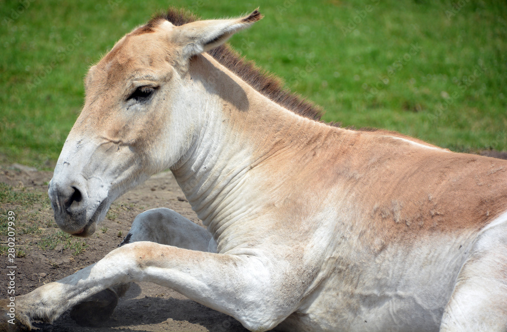 The onager (Equus hemionus), also known as hemione or Asiatic wild ass ...