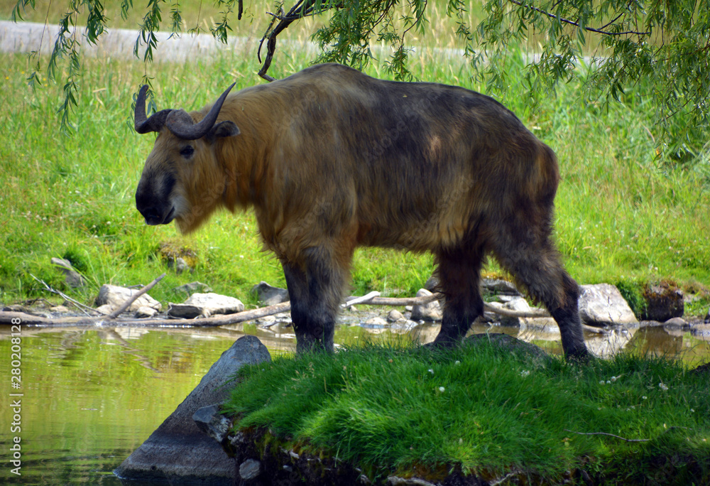 Sichuan takin or Tibetan takin is a subspecies of takin (goat-antelope ...