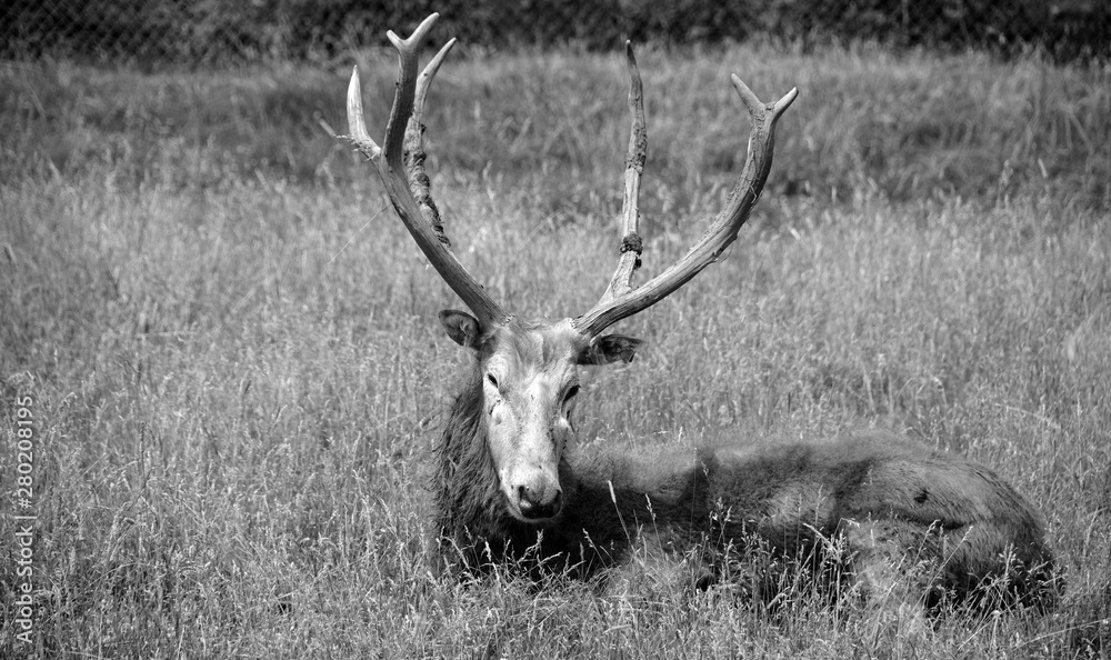 Pere David's deer, also known as the milu or elaphure, is a species of ...