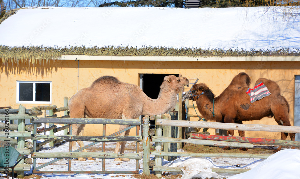 Camel is an ungulate within the genus Camelus, bearing distinctive ...