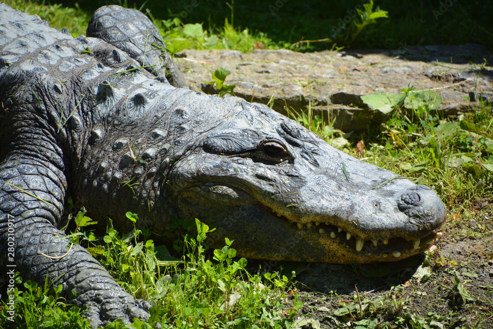An alligator is a crocodilian in the genus Alligator of the family Alligatoridae. The two living ...