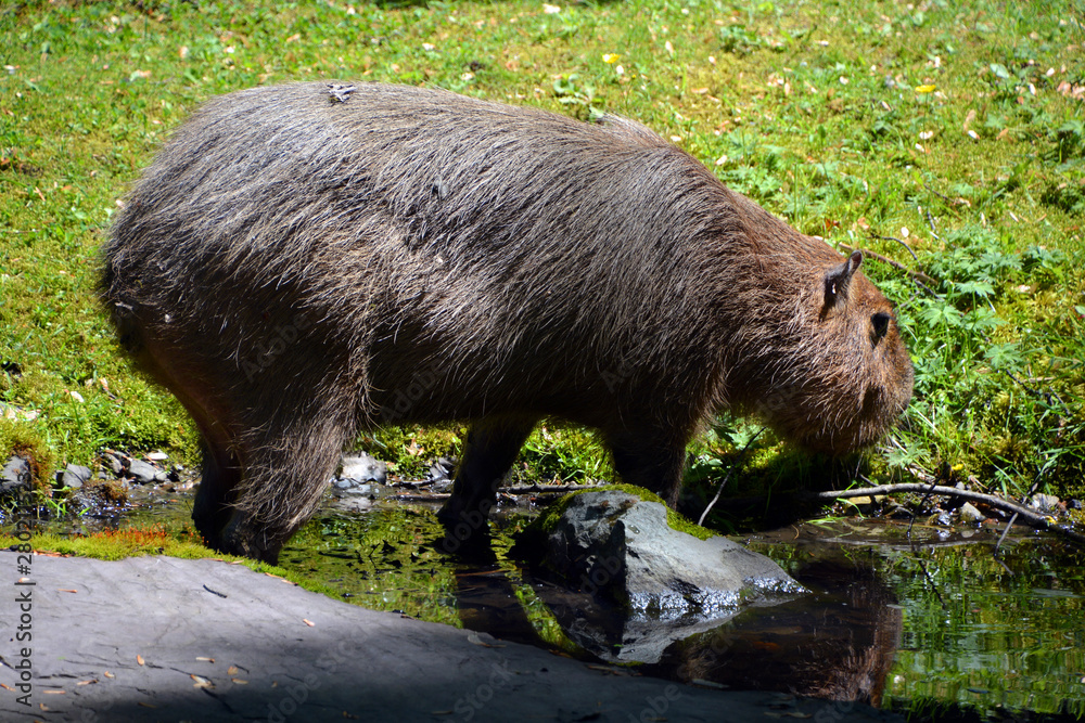 Foto de The capybara is the largest rodent in the world. Also called ...