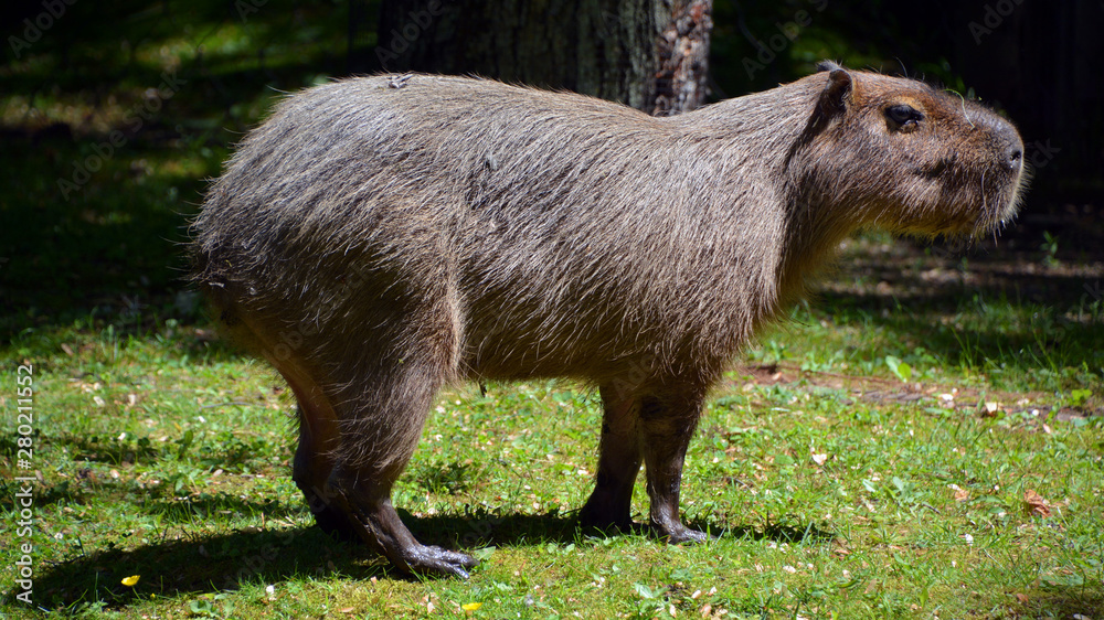 The capybara is the largest rodent in the world. Also called chiguire ...