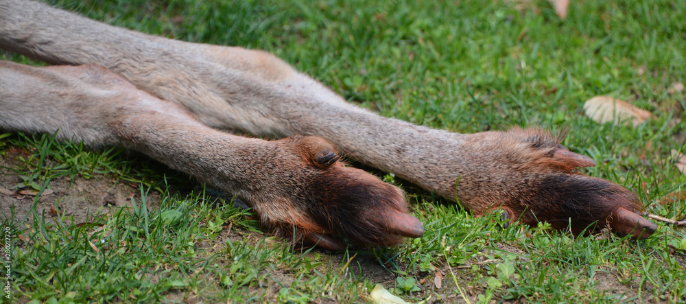 Claws of a kangaroo is a marsupial from the family Macropodidae ...