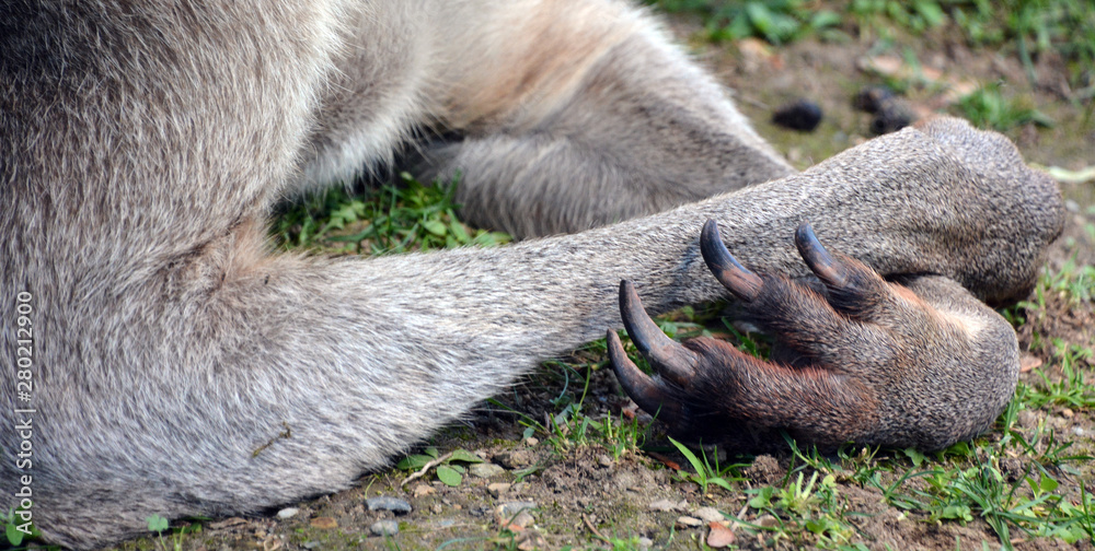 Claws of a kangaroo is a marsupial from the family Macropodidae ...