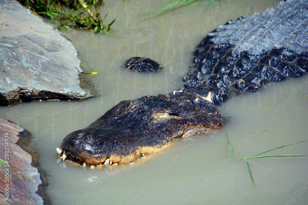 An alligator is a crocodilian in the genus Alligator of the family ...