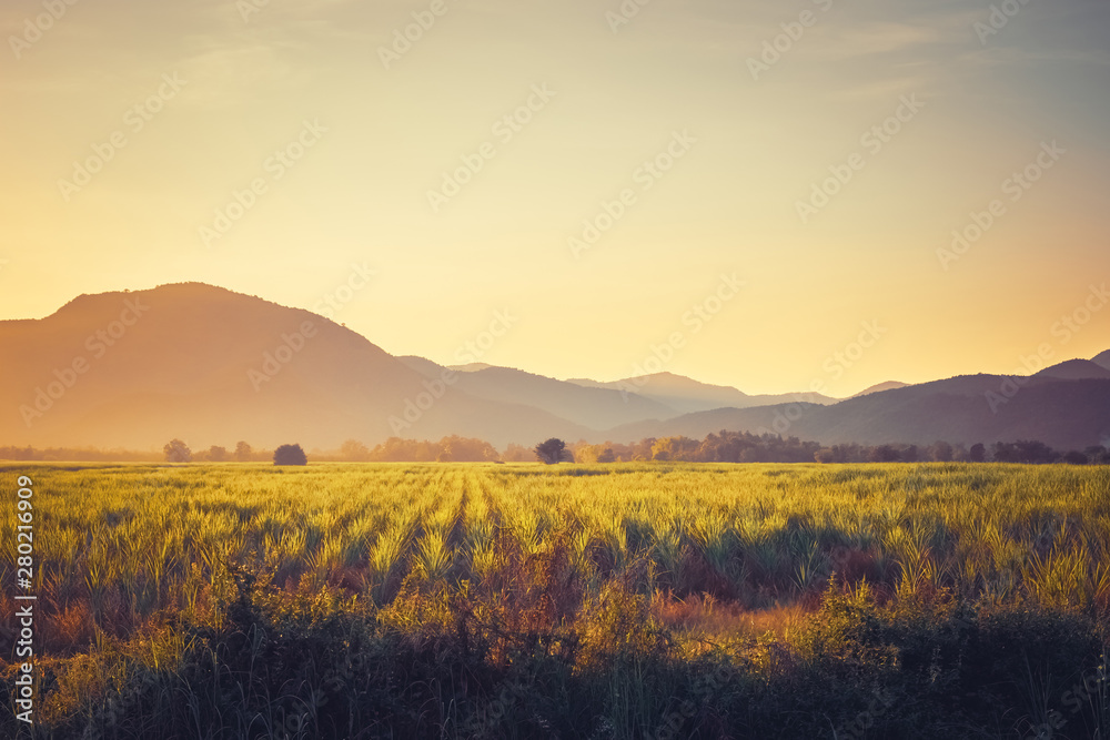 Vintage Sugar Cane Field at Sunset Stock Photo | Adobe Stock