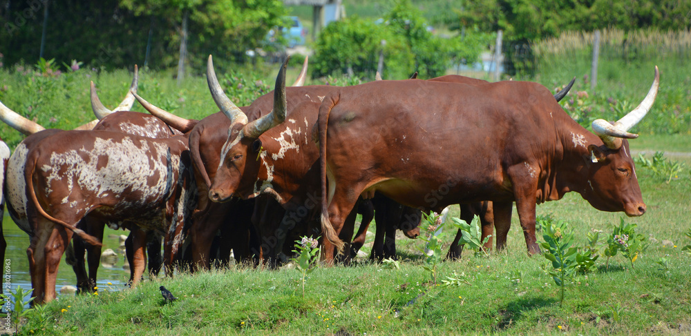Ankole-Watusi is a modern American breed of domestic cattle. It derives ...