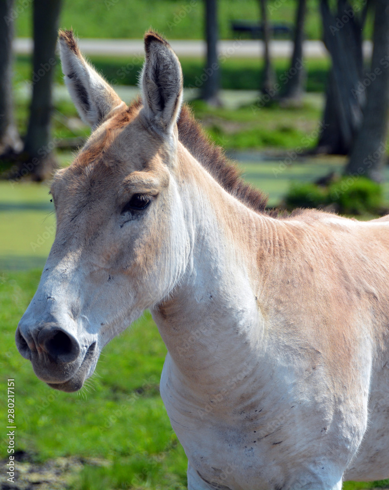 The onager (Equus hemionus), also known as hemione or Asiatic wild ass ...