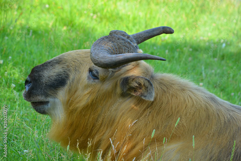 Foto de Sichuan takin or Tibetan takin is a subspecies of takin (goat ...